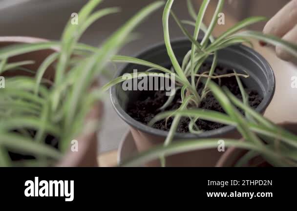 Woman hand sowing seeds and small Spider plant aka Chlorophytum comosum ...