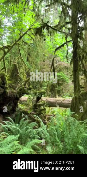 MacMillan Provincial Park Seven Wonders of Canada Vancouver island ...