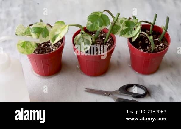 Epipremnum Njoy pothos propagating in small plants in plastic pots ...