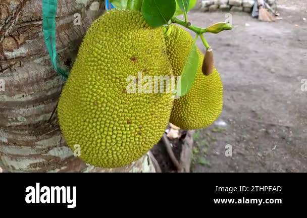 Large durian fruit, spiky, green and ripe, ready to pick and harvest ...