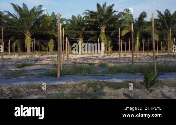 bamboo poles tied with fine metal wire string for creeping vine plant ...