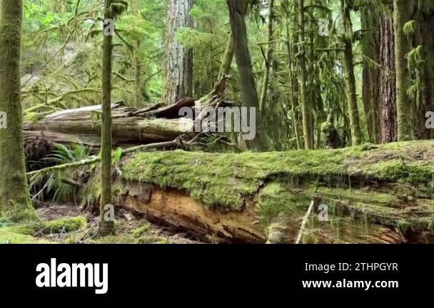 MacMillan Provincial Park Seven Wonders of Canada Vancouver island ...