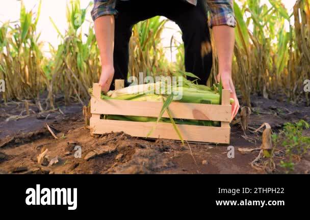 Unrecognizable front view of the leg and arm of a farmer worker lifting ...