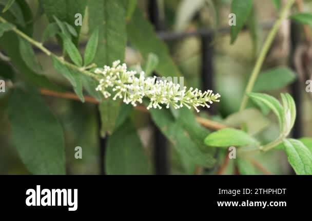Butterfly buddleja butterfly flower buddleia flowering Stock Videos ...
