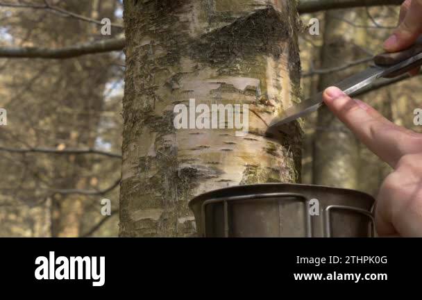 Cutting a birch tree bark with a bushcraft knife to collect its sap in a canteen Stock Video ...