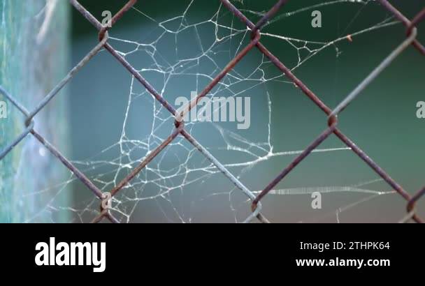 Spider web fence Stock Videos & Footage - HD and 4K Video Clips - Alamy