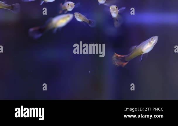 Guppy fish horde in home fish tank macro close up. Home hobby. Poecilia ...