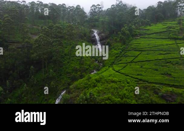 Top view of waterfall and tea plantations in Sri Lanka. Sri Lanka. Tea ...