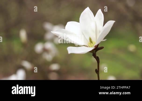 White magnolia flowers in the wind. Blooming tree in spring in the park ...