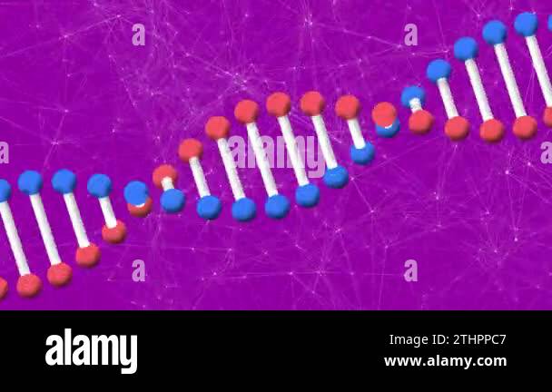 Animation of red and blue dna rotating with connecting dots, on purple ...