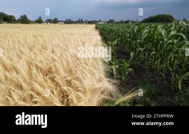 An unmanned aerial vehicle flies over green wheat corn. Grain lands ...