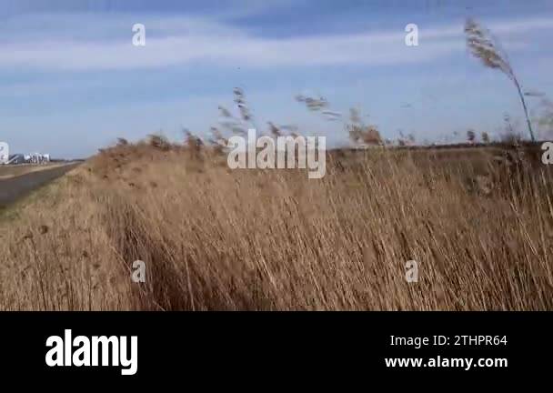 Copenhagen, Denmark Tall grasses blowing in the wind in the Kalvebod ...