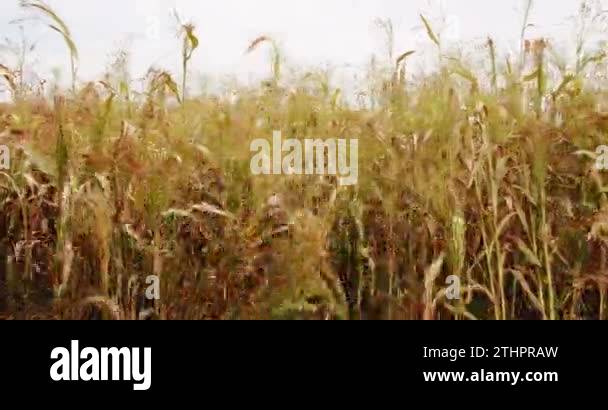 The tractor works in the wheat agricultural field. The concept of ...