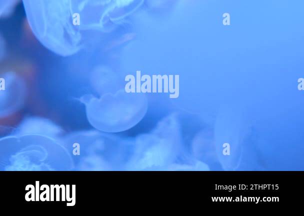 Aurelia is a genus of scyphozoan jellyfish, commonly called moon ...