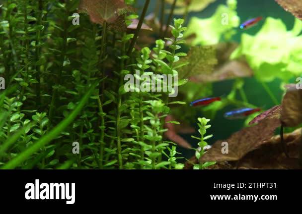 Macro shot of aquarium plants and Neon Tetra fishes hiding in the ...