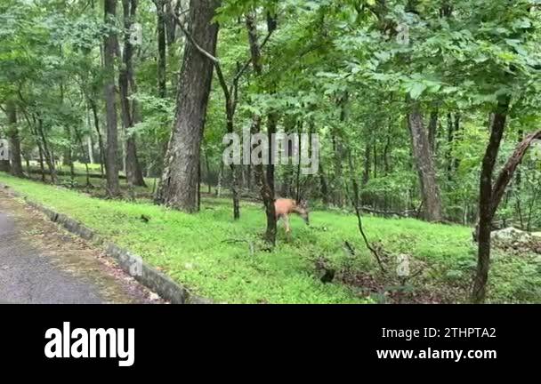 Male white tail deer in the Rocky Knob area of the Blue Ridge Parkway ...