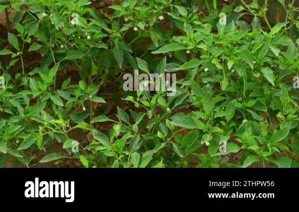 Vegetable plants chilly plant Stock Videos & Footage - HD and 4K Video ...