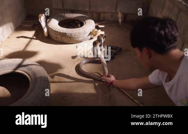 Male Trainer touching the body of Naja Thai Cobra snake with hand in a ...