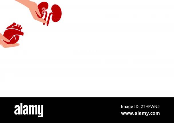 Hands holding human organs. World Organ Donation Day. Concept of organ ...