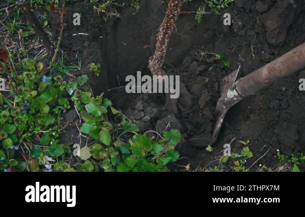 Man with a shovel digs up a fruit tree with a root for transplanting ...