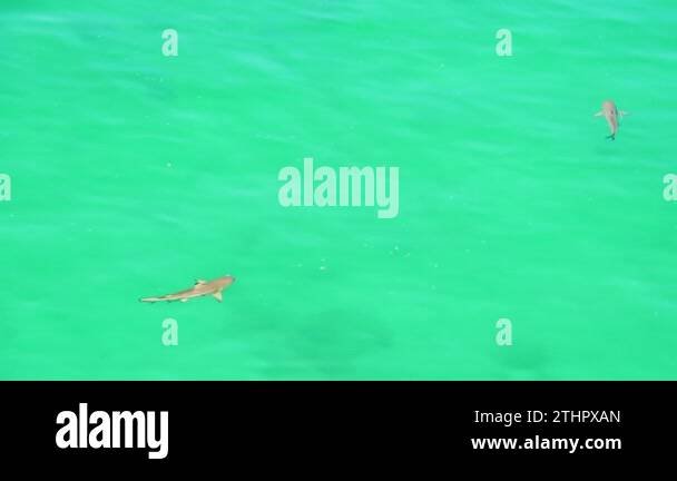 Gulf of oman shark Stock Videos & Footage - HD and 4K Video Clips - Alamy