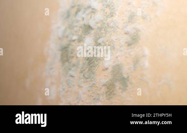Mildew, mold on the wall are painted in color. Reproduction of fungus ...