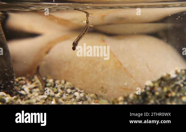 Mosquito larva, side view. Larva hang upside down from surface of water ...