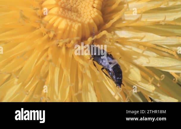 Beetle elytra Stock Videos & Footage - HD and 4K Video Clips - Alamy