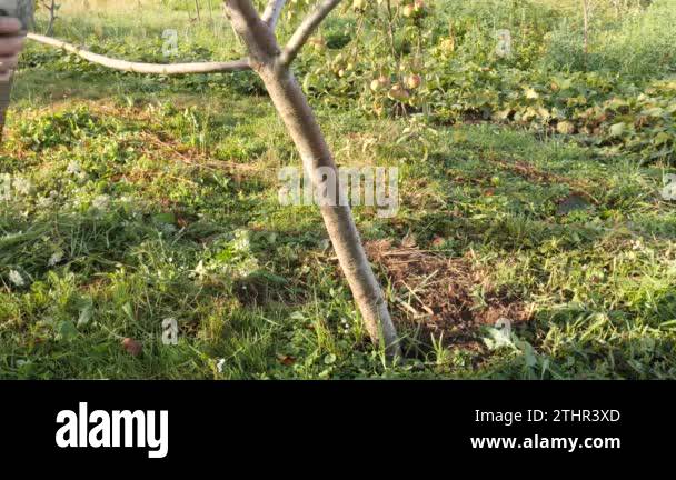 Caring for trees Stock Videos & Footage - HD and 4K Video Clips - Alamy