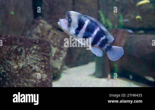 Tanganyika cichlid Stock Videos & Footage - HD and 4K Video Clips - Alamy