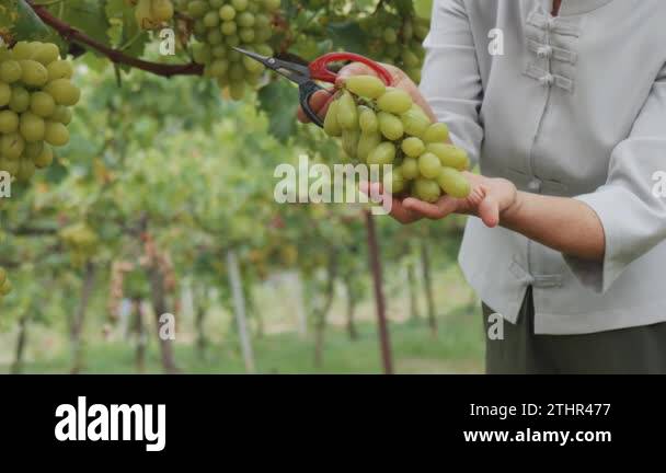 Senior woman hands farmer holding bunch of green grapes harvesting from grapevine in organic ...