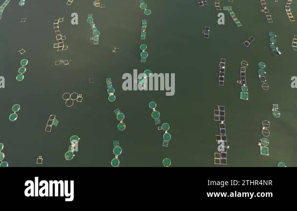 Fish ponds for bangus, milkfish. Farming aquaculture or pisciculture ...