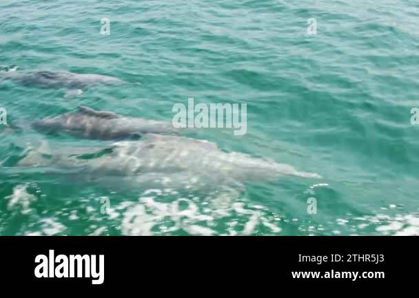 Dolphin following boat Stock Videos & Footage - HD and 4K Video Clips ...