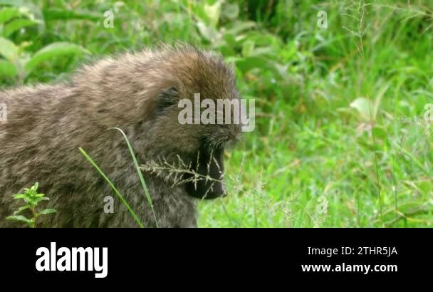 Monkey picking nose Stock Videos & Footage - HD and 4K Video Clips - Alamy