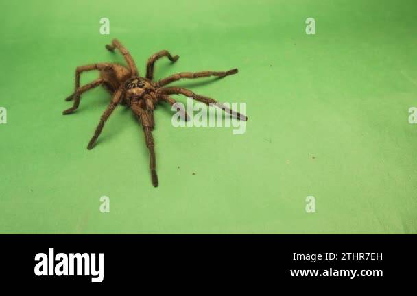 Tarantula walks, spider on green background. Female wild tarantula ...