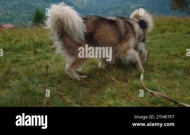 Playful healthy dogs having fun biting each other on mountain hill ...