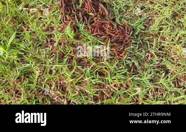 Millipede walking in rainy season. Red Millipedes. It is a spiral ...