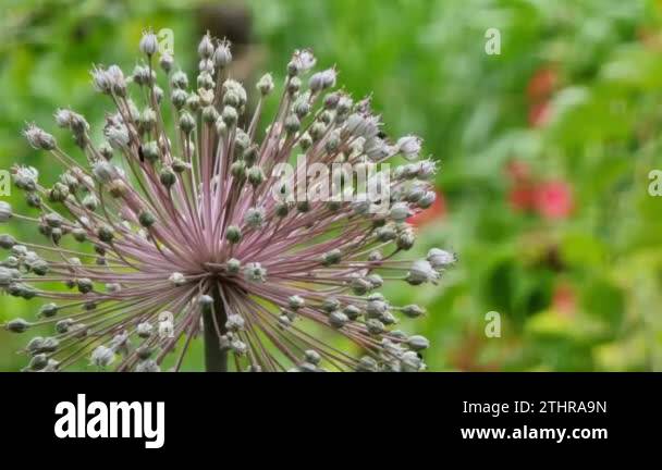 Allium family Stock Videos & Footage - HD and 4K Video Clips - Alamy
