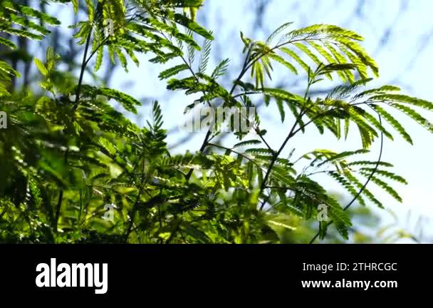 Maple tree tree nature park with branches of trees bright Stock Videos ...