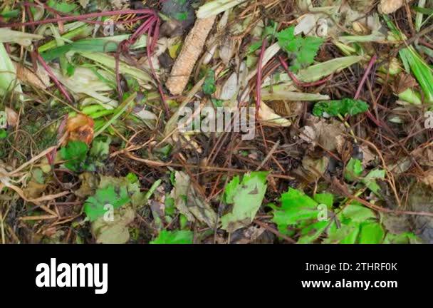 Compost heap with a lot of organic waste and biodegradable human waste ...