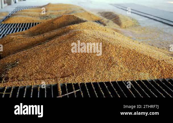 Corn Grain Storage And Handling. Ethanol Production Facility Receiving ...