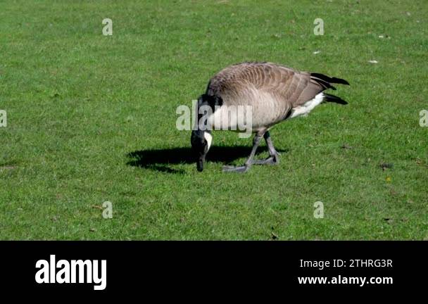 Wild Canadian Geese Feeding on Grass followed by adult Canada goose ...