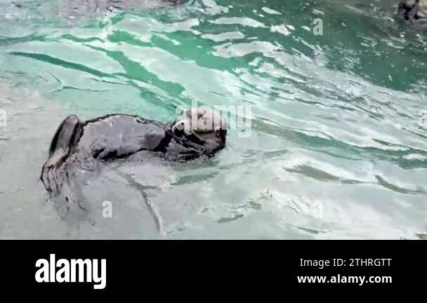 Sea Otter, Enhydra lutris, animal eating something delicious lying on ...