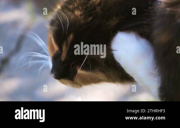 Sharp scratch Stock Videos & Footage - HD and 4K Video Clips - Alamy