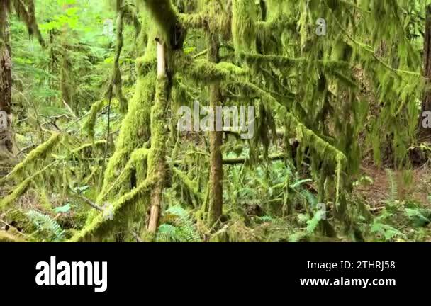 MacMillan Provincial Park Seven Wonders of Canada Vancouver island ...