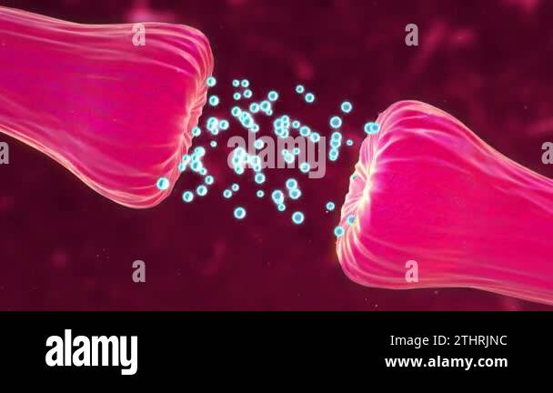 Neuronal and Synapse Activity animation showing chemical messengers or ...