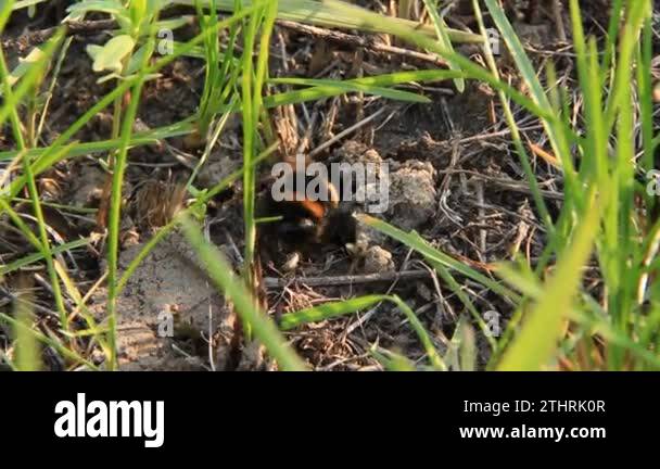 Bumblebee nest Stock Videos & Footage - HD and 4K Video Clips - Alamy