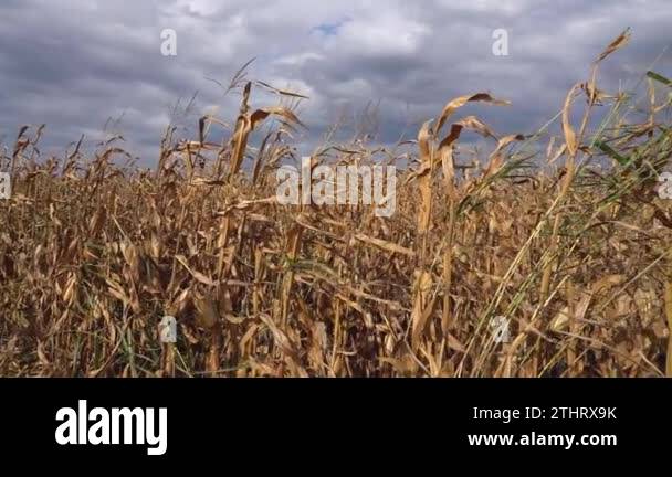 Corn Crop Damaged By Drought. Agricultural Production Threatened By Drought And High Input ...