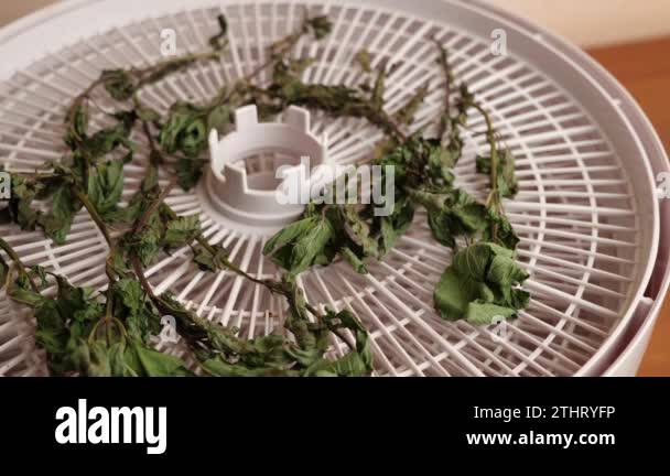 Mint branches are placed in an electric dryer for complete drying ...