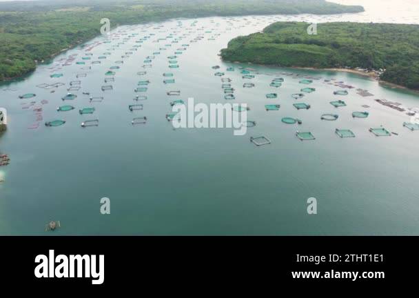 Fish farm with cages for fish and shrimp, top view. Fish cage for ...